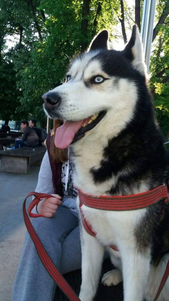 Struja ubila psa u parku Petar Kočić?! - BLMojGrad